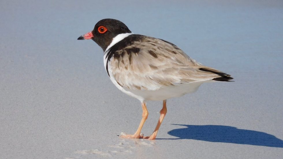 Helping endangered hooded plovers - Cape to Cape Explorer Tours